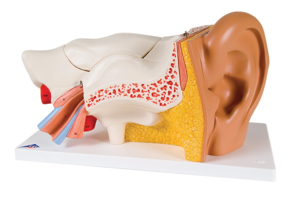 Deluxe 6-Part Anatomical Human Ear Model | Performance Health