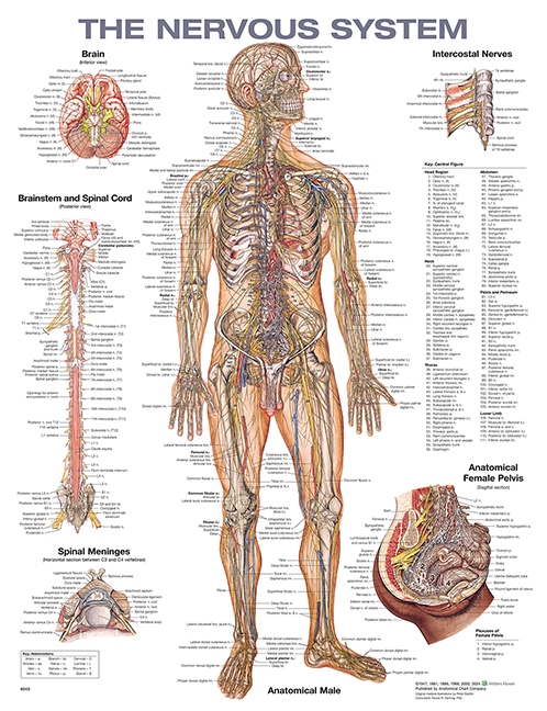 Autonomic Nervous System Chart The Autonomic Nervous System (ANS).