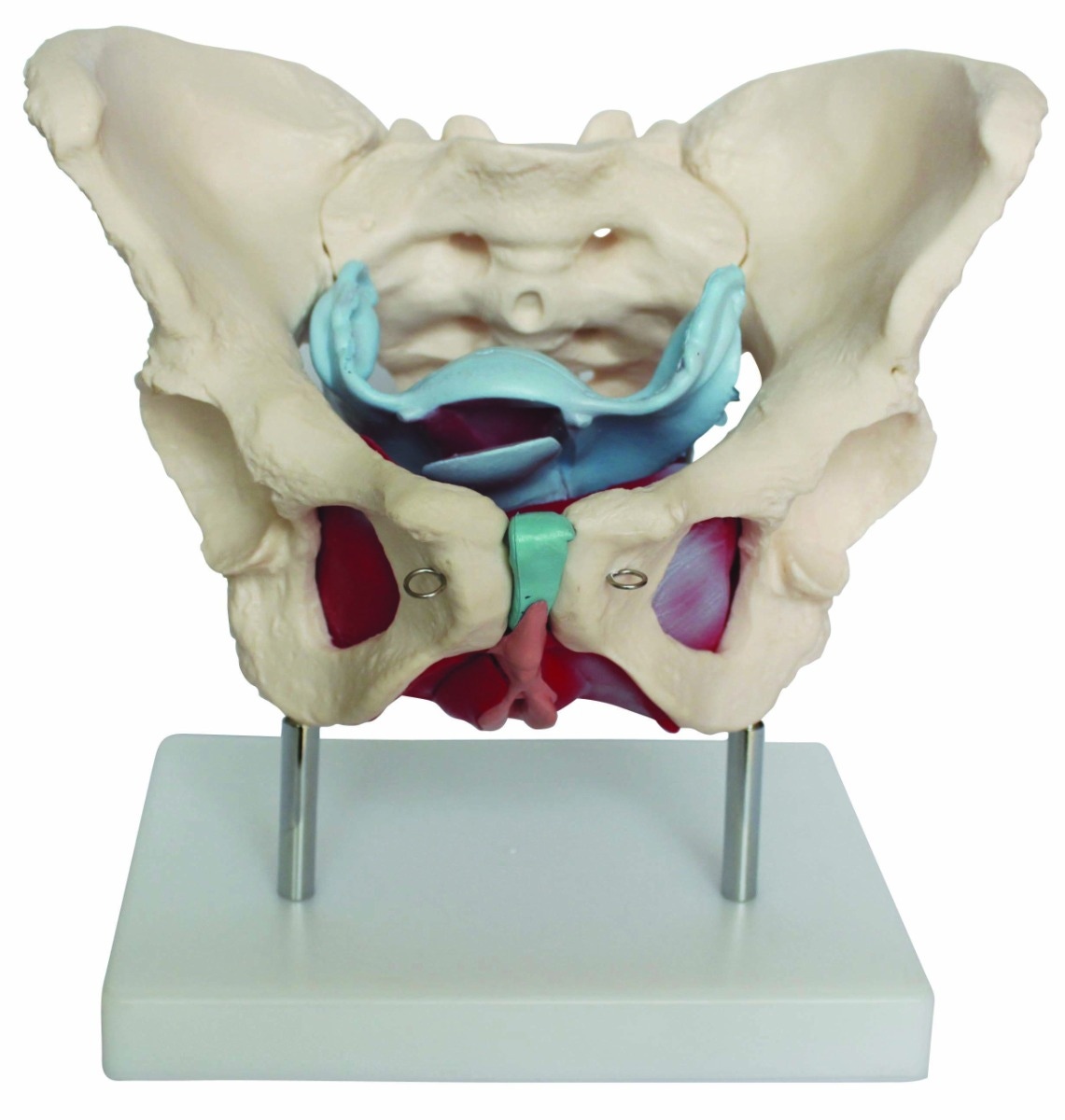 Female Pelvis Models | Performance Health