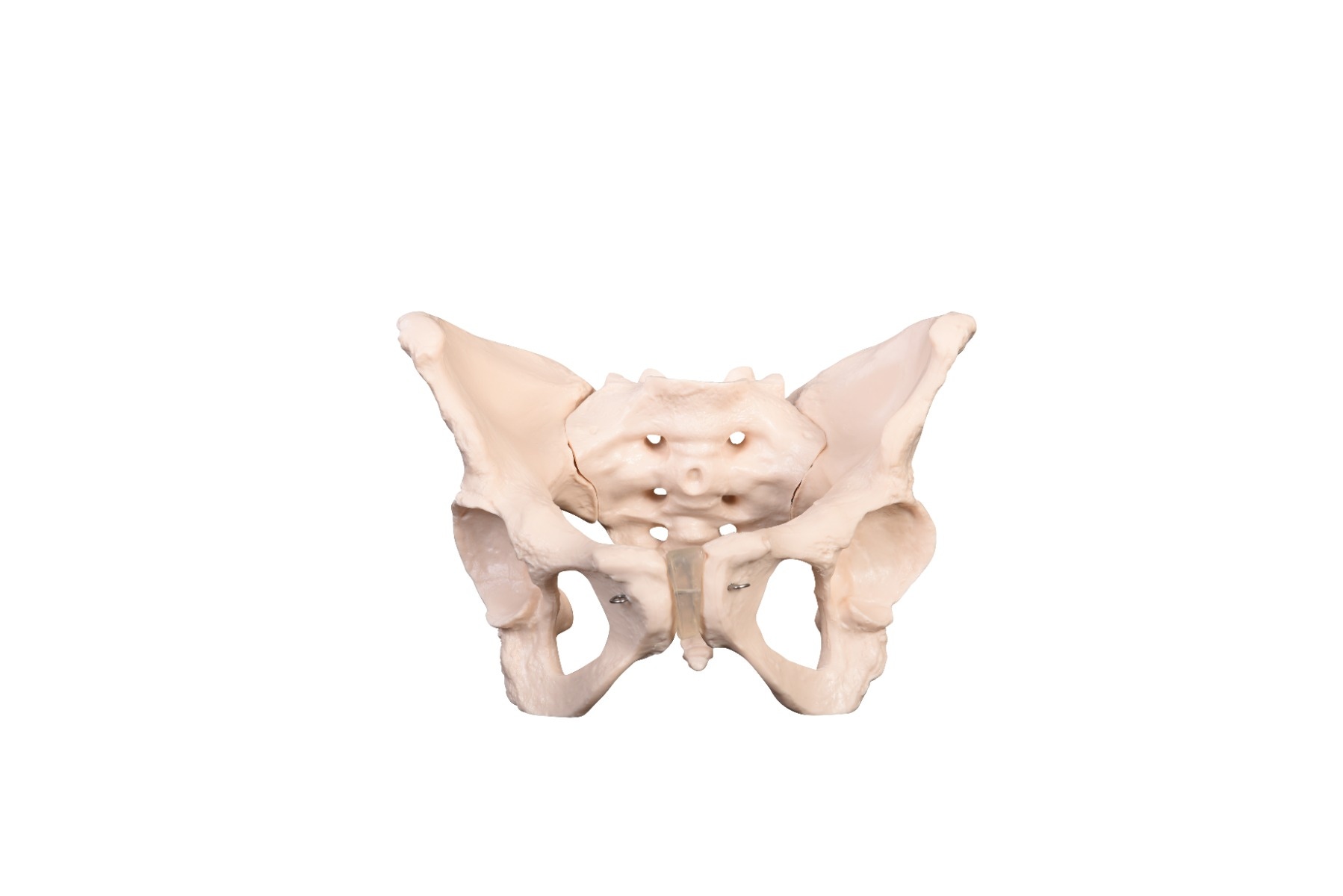 Male Pelvic Skeleton Anatomical Model | Performance Health
